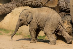 The Green Elephant